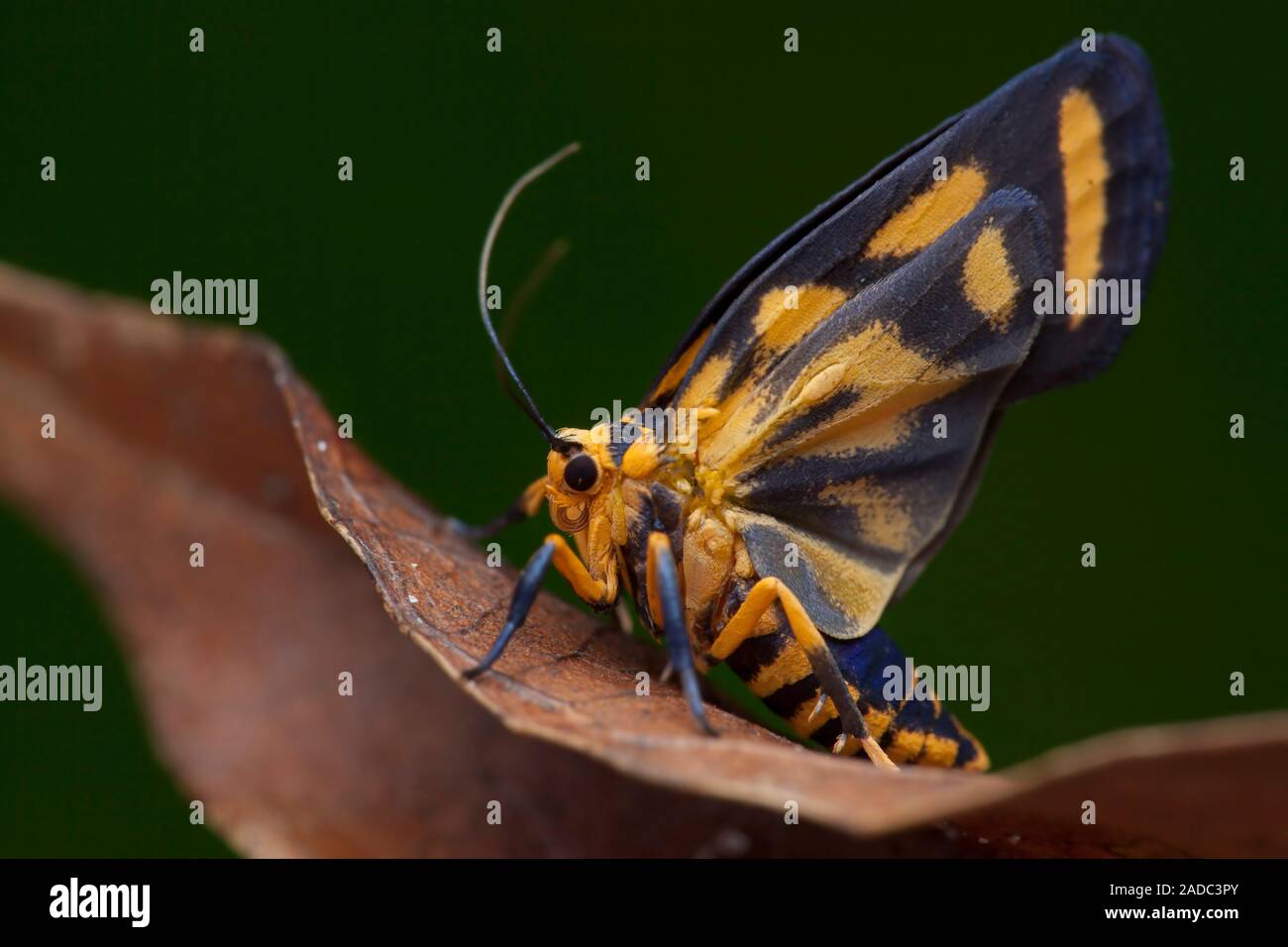 Day-flying moth. Colourful moth (order Lepidoptera) that is active ...