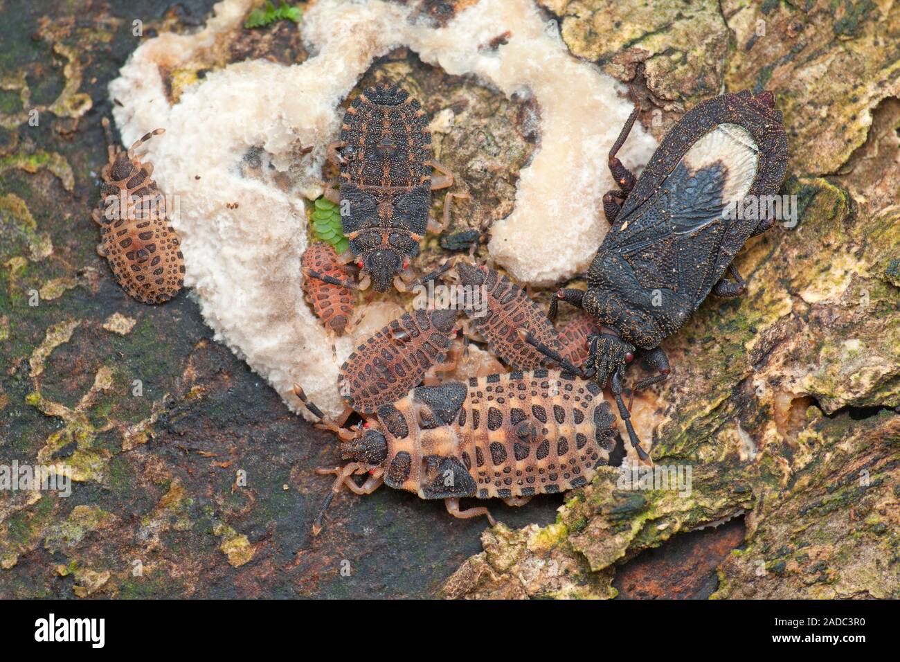 Flat bug with young. Female flat bug (family Aradidae, dark, right ...