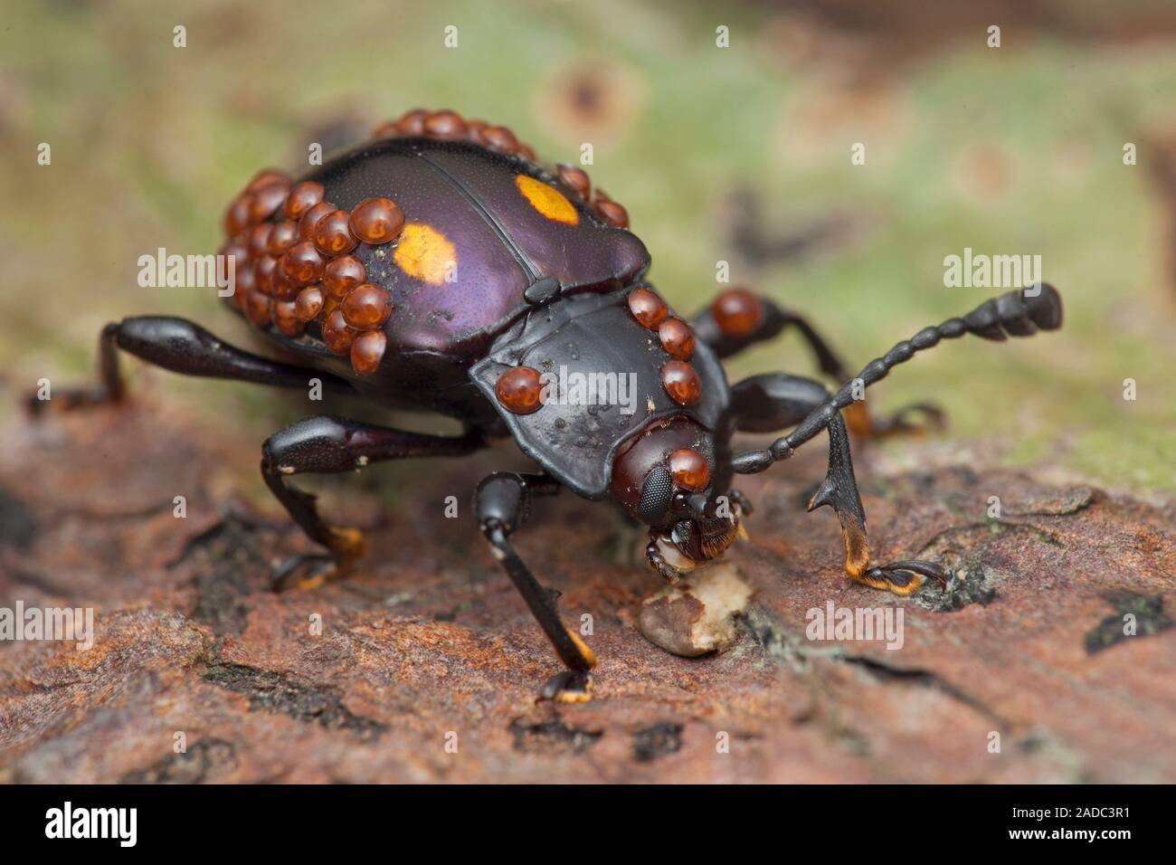 Mites on fungus beetle. Parasitic mites (family Acari, red) feeding on ...