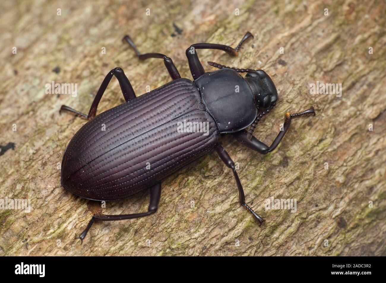 Black beetle. View of the upperside of a beetle (order Coleoptera ...
