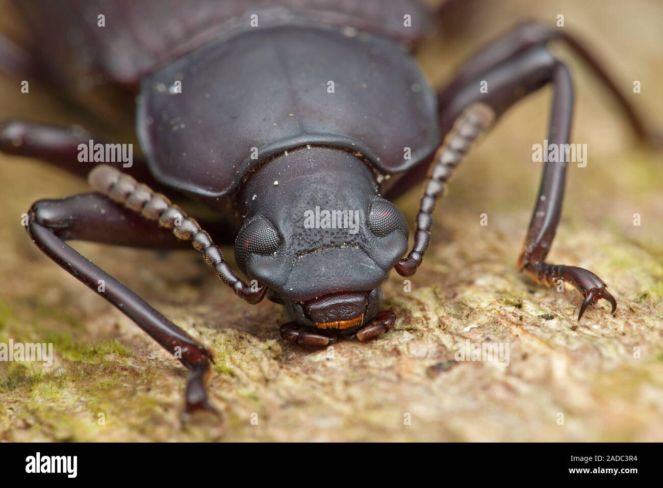 Beetle head. Close-up of the head of a beetle (order Coleoptera ...