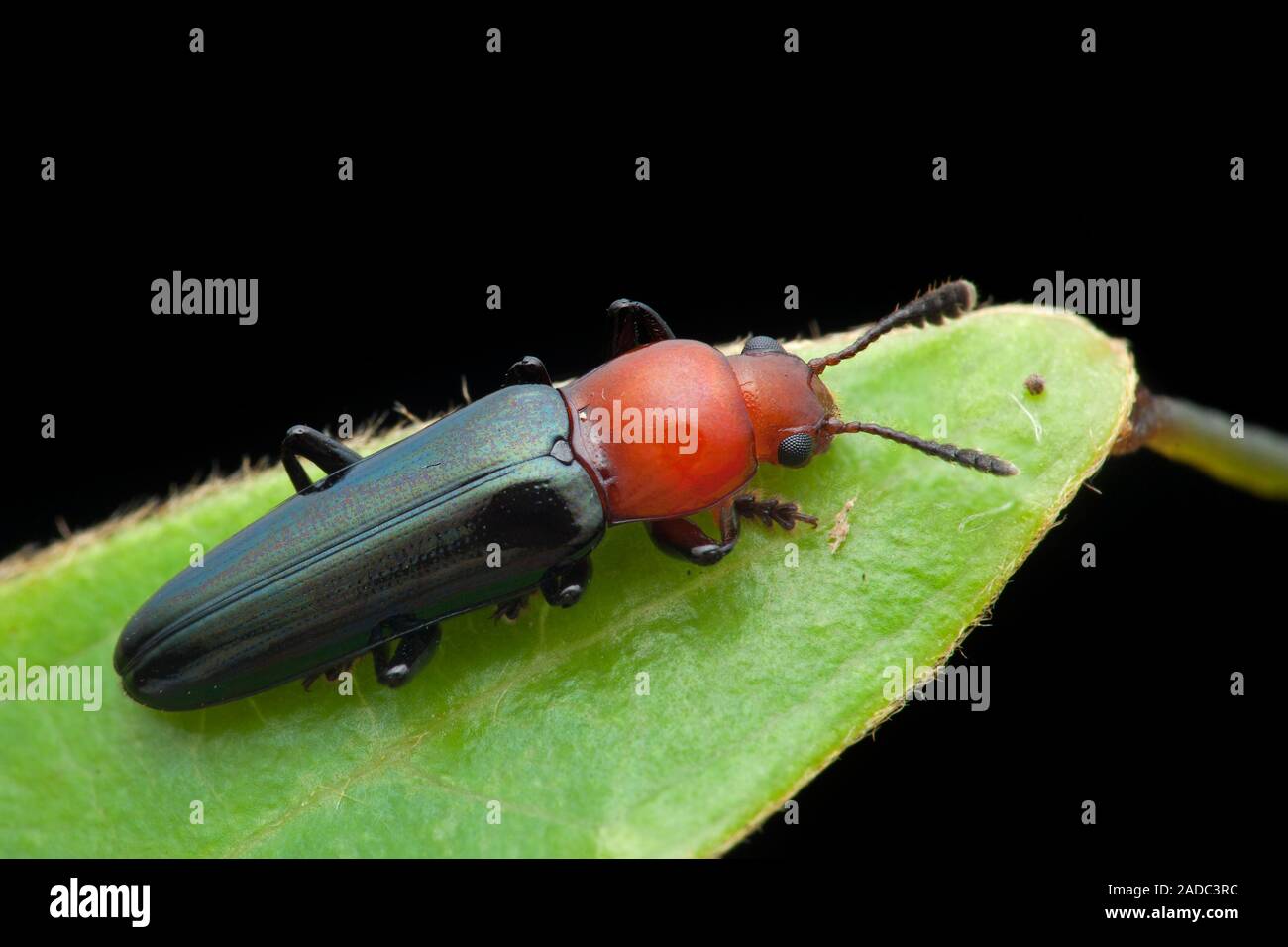 Lizard beetle on leaf. View of the upperside of a red and black lizard ...