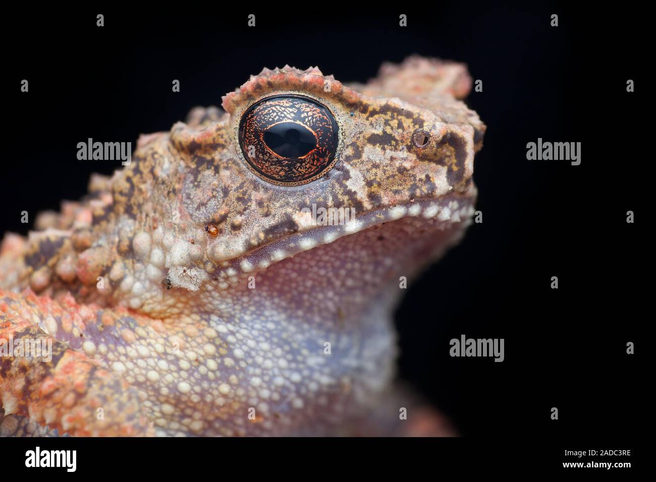 Toad head. Close-up of the head of a toad (family Bufonidae), showing ...