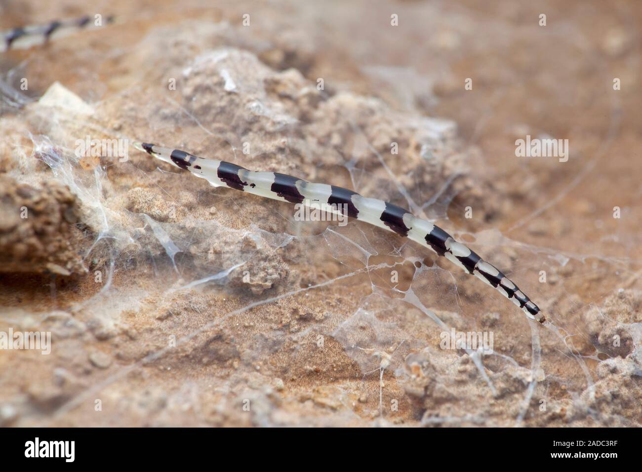 Fungus gnat larva. Close-up of the larva of a fungus gnat (family ...