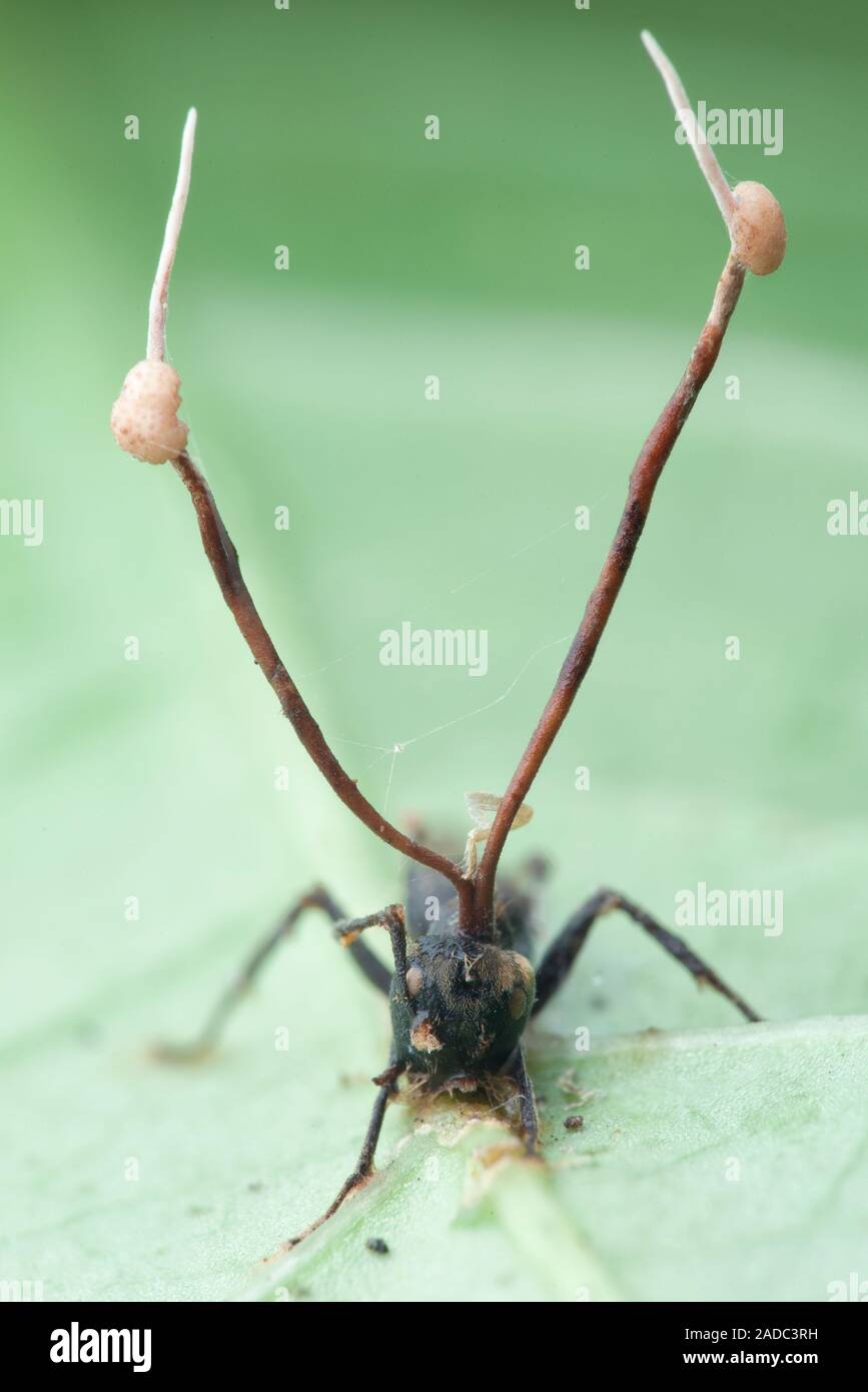 Ant infected by parasitic fungus (long, thin). Some species of ...