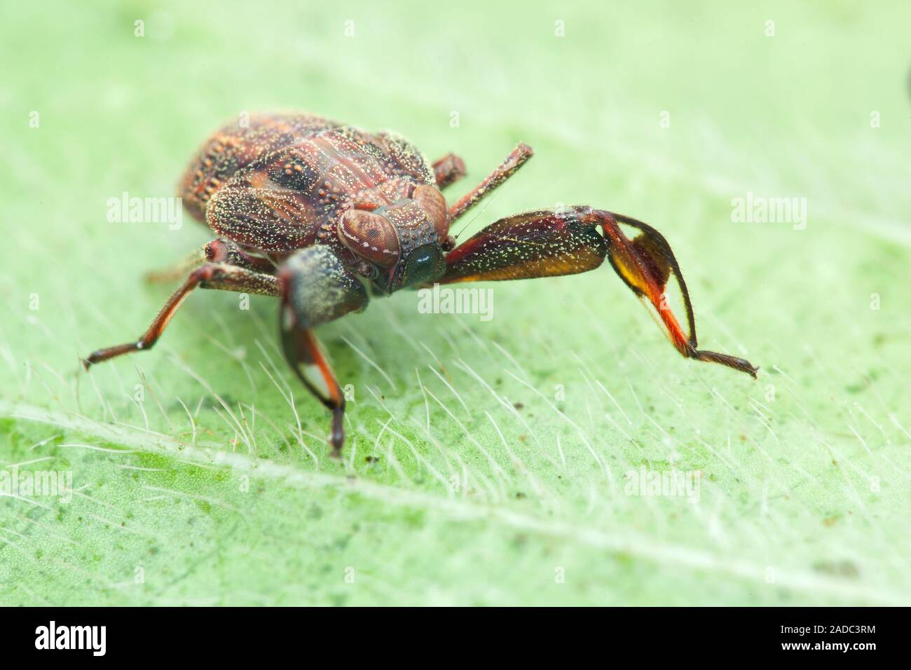Planthopper nymph. Immature planthopper (superfamily Fulgoroidea ...