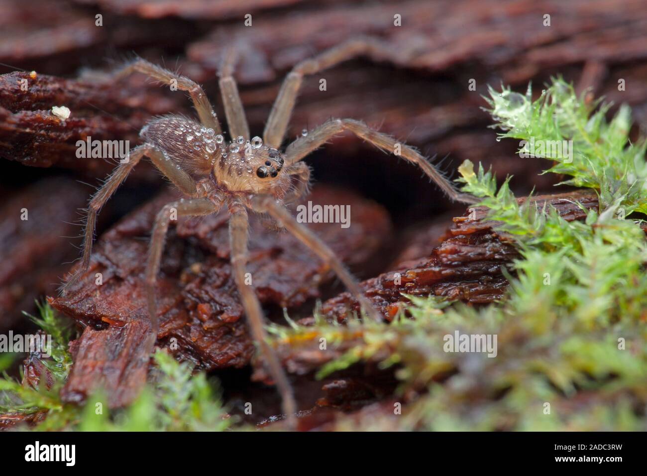 Huntsman spider. Close-up of a huntsman spider (family Sparassidae ...