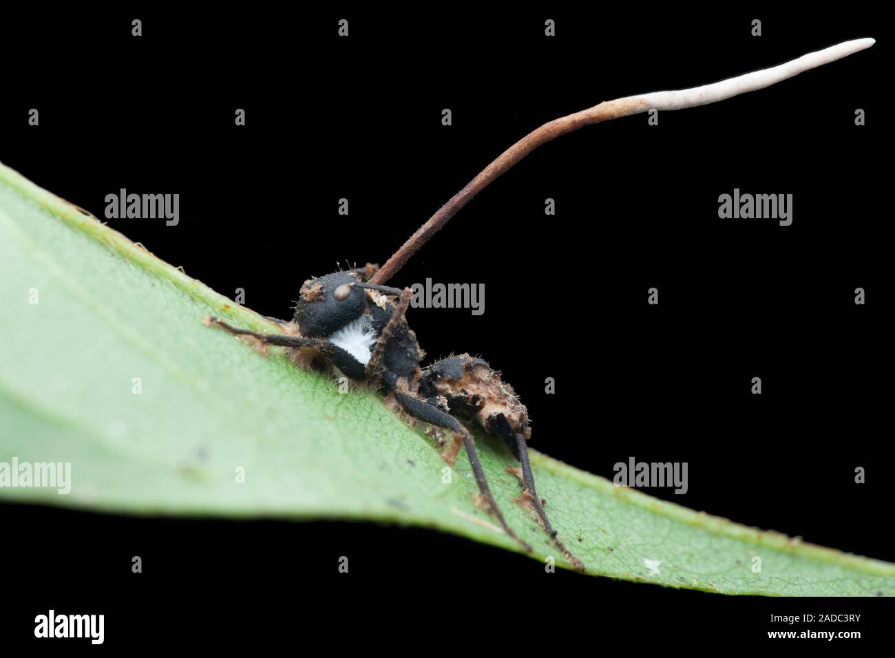 Ant infected by parasitic fungus (long, thin). Some species of ...