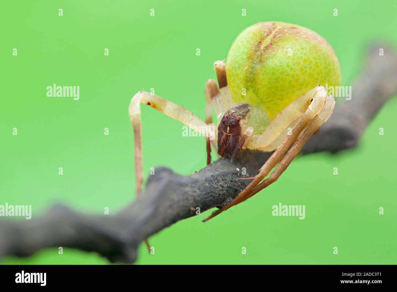 Crab spider on branch. Crab spiders (family Thomisidae) are ambush ...