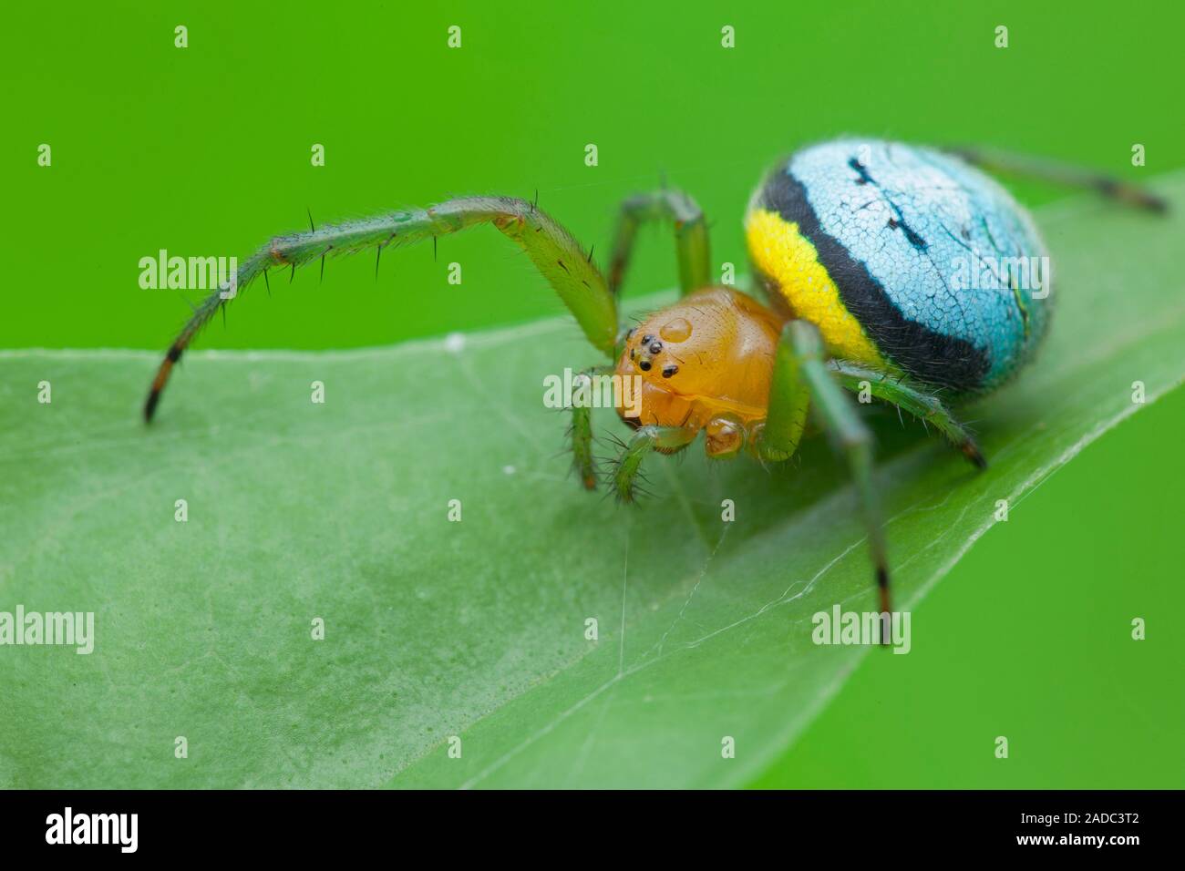 Orb-weaver (Araneus sp.) spider on leaf. Orb-weavers (family Araneidae ...