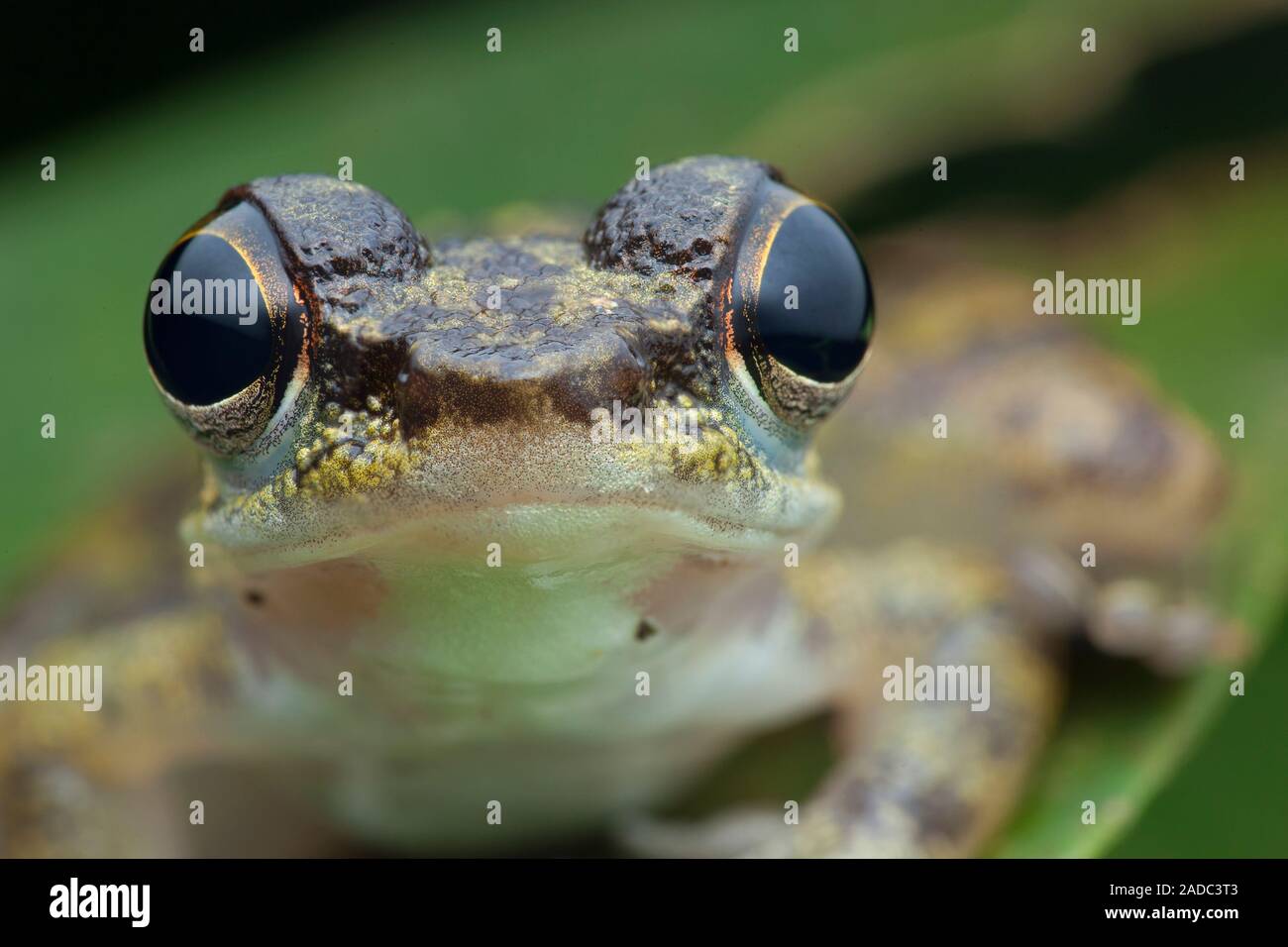 Frog. Close-up of the head of a frog (order Anura), showing its large ...