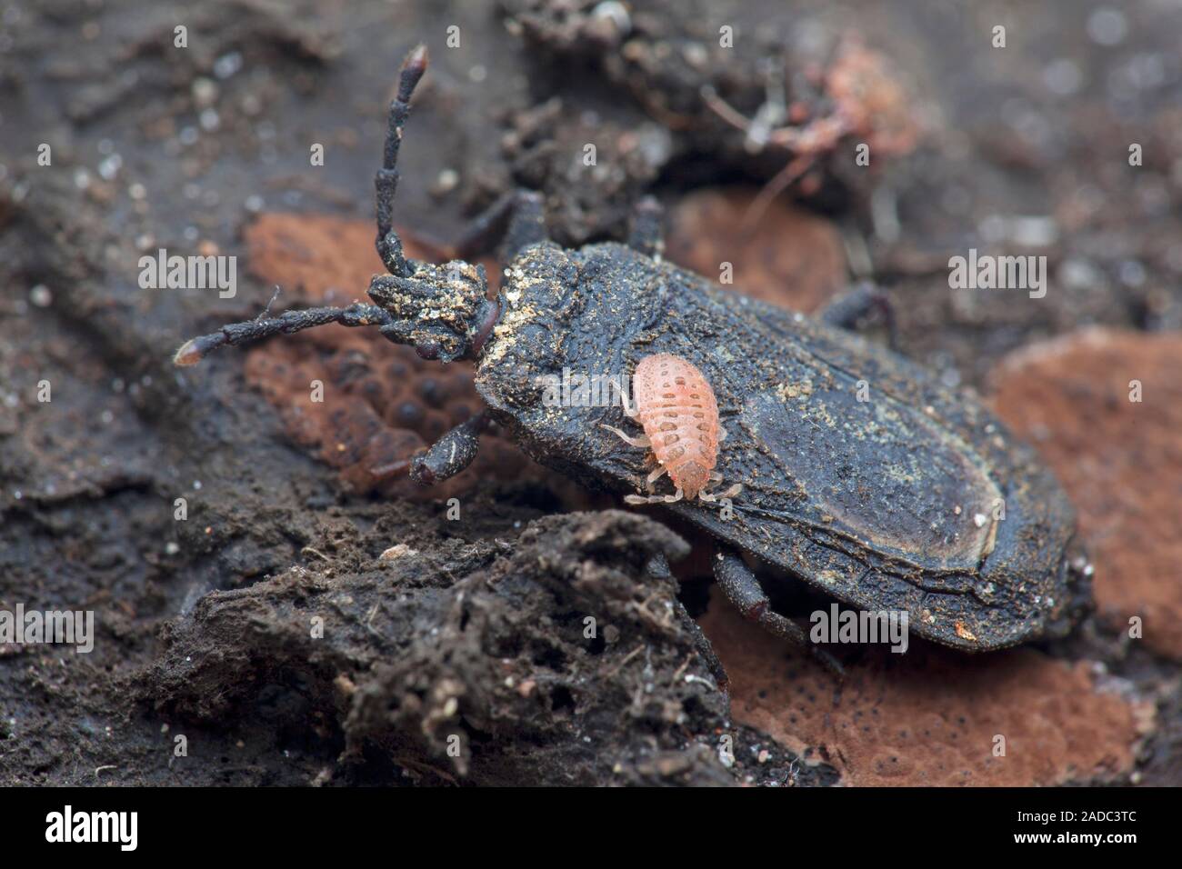 Flat bug with young. Female flat bug (family Aradidae, dark, centre ...