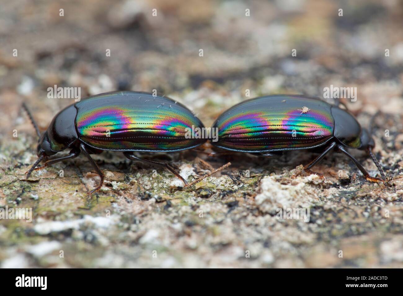 Darkling beetles. Two darkling beetles (family Tenebrionidae), showing ...