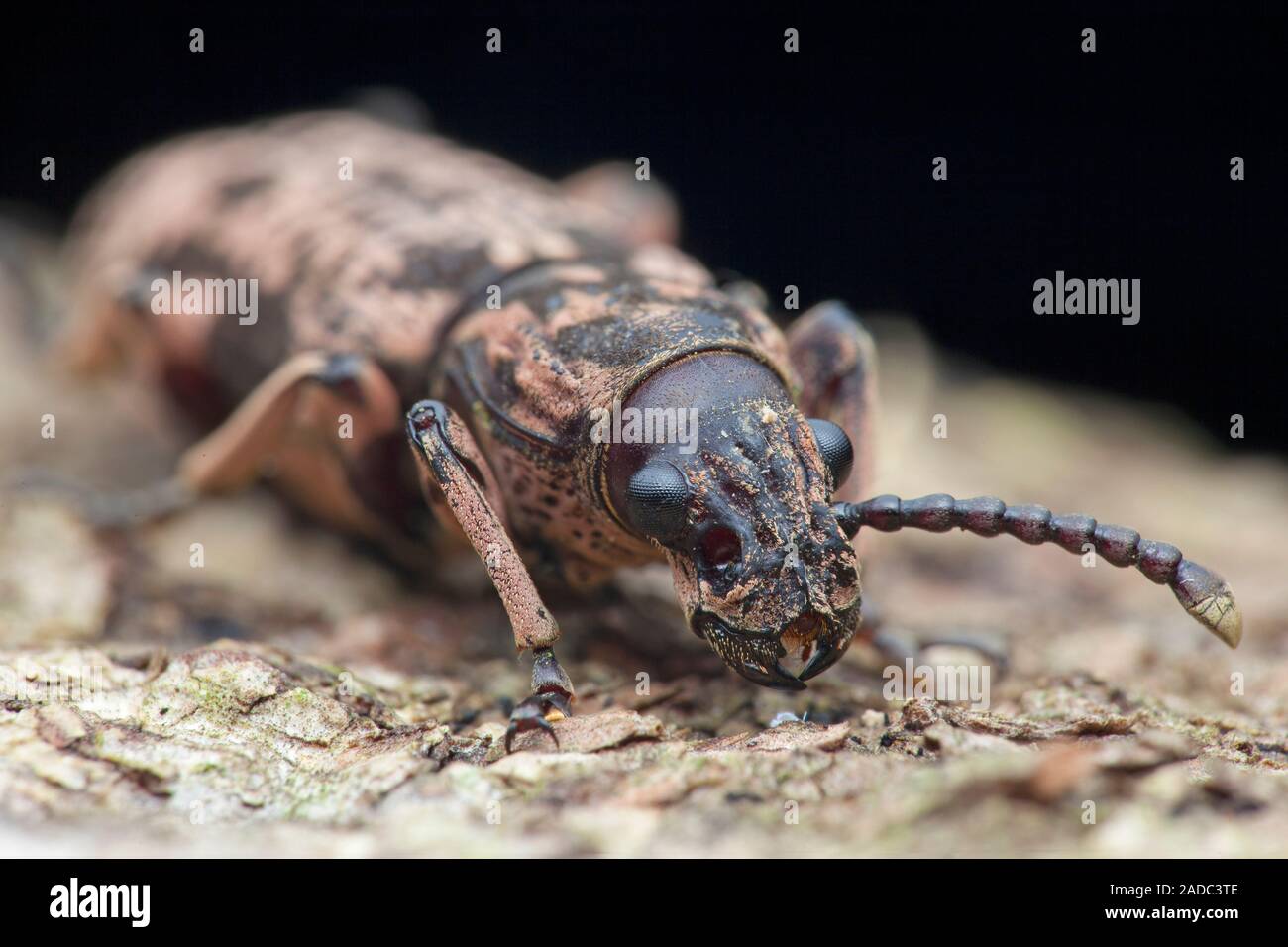 Fungus weevil. Close-up of a fungus weevil (family Anthribidae ...
