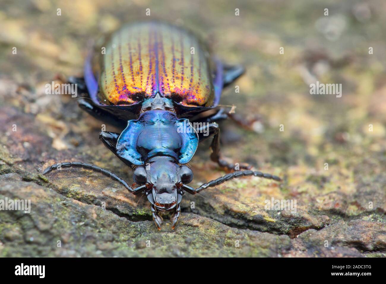 Ground beetle. Close-up of a ground beetle (family Carabidae), showing ...