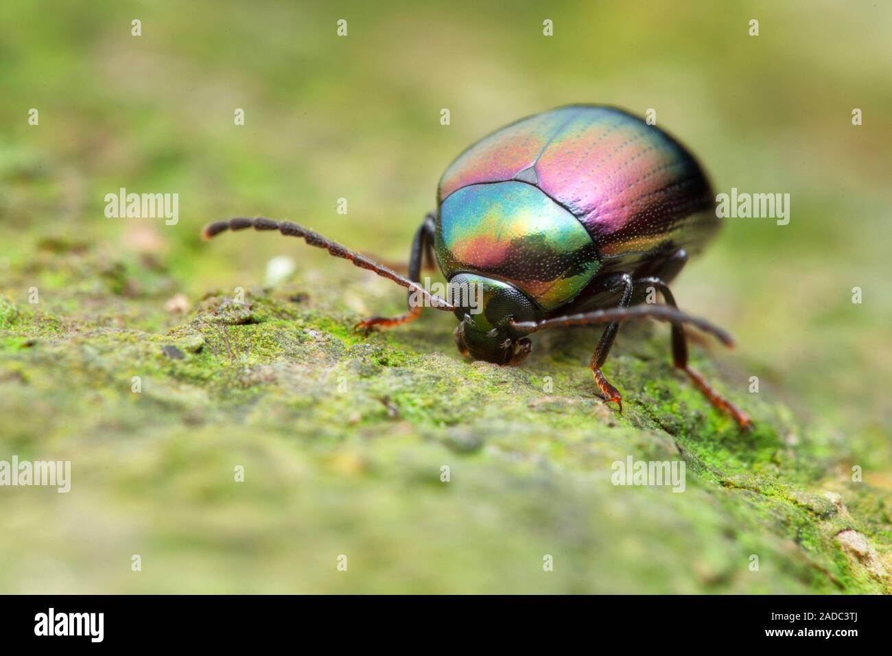 Iridescent beetle. Close-up of a beetle (order Coleoptera), showing its ...