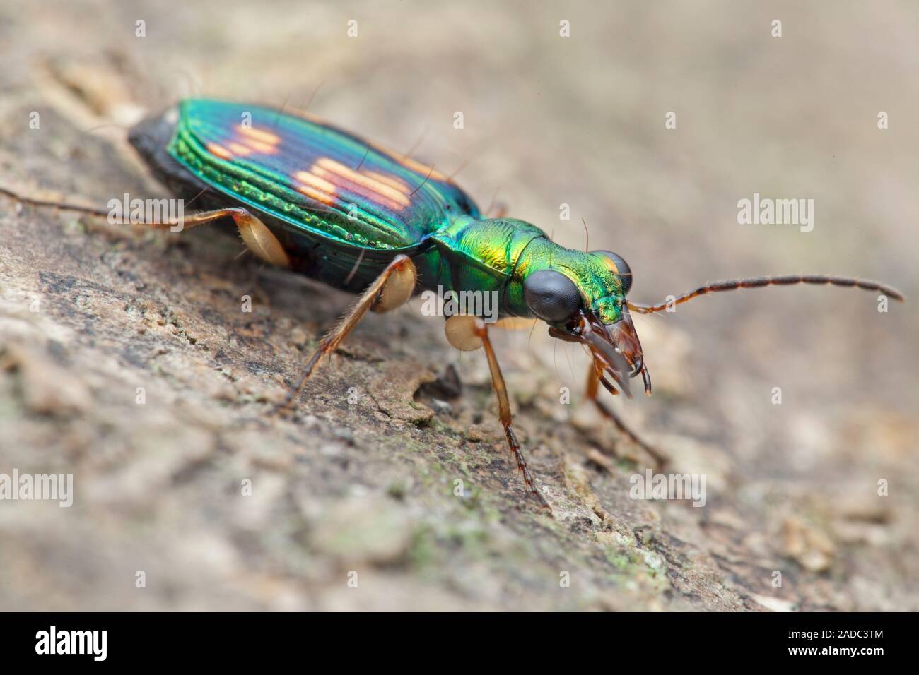 Ground beetle (Pericalus sp.). Close-up of a ground beetle, showing its ...