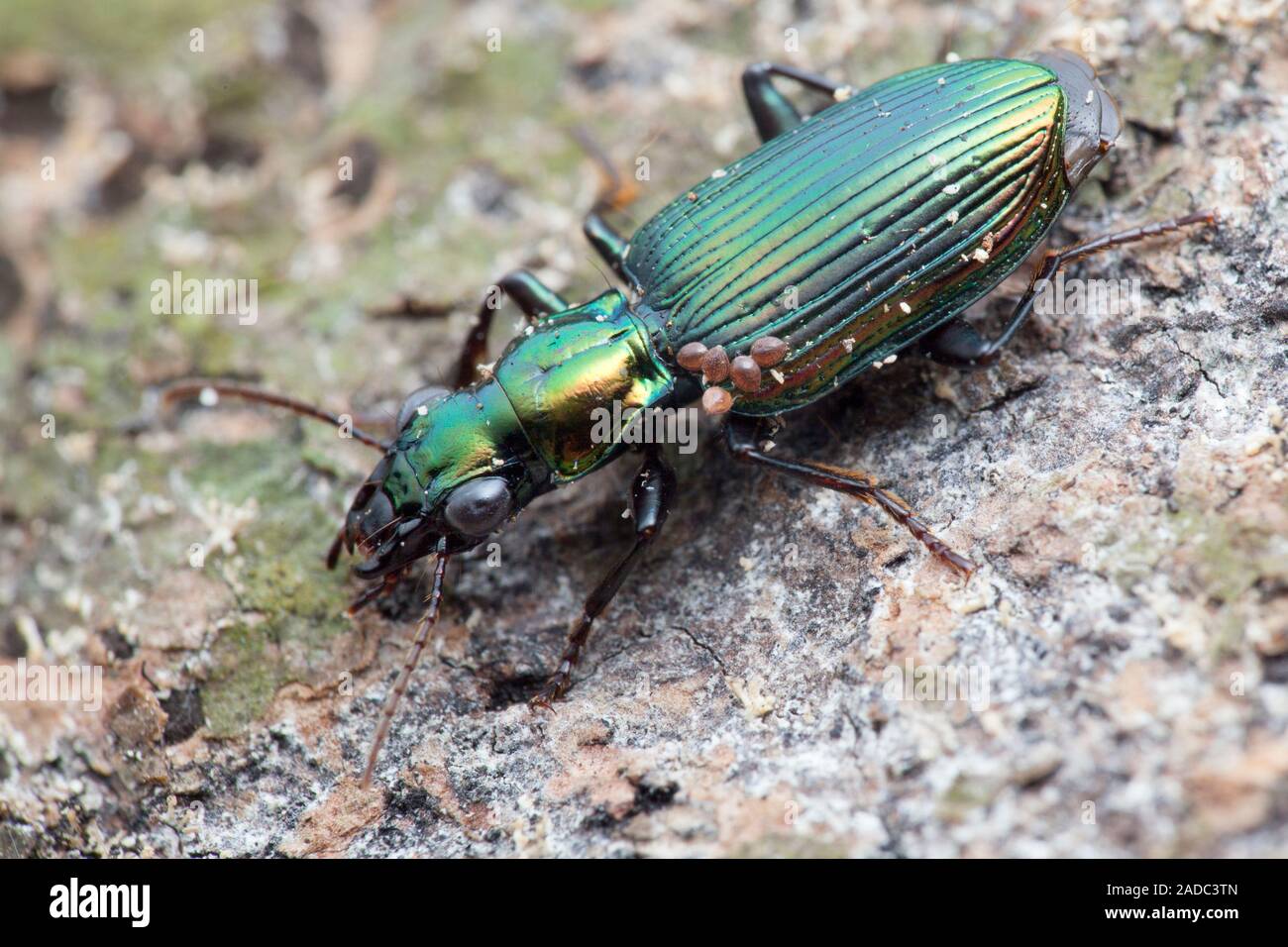 Ground beetle (Catascopus sp.). Close-up of a ground beetle, showing ...