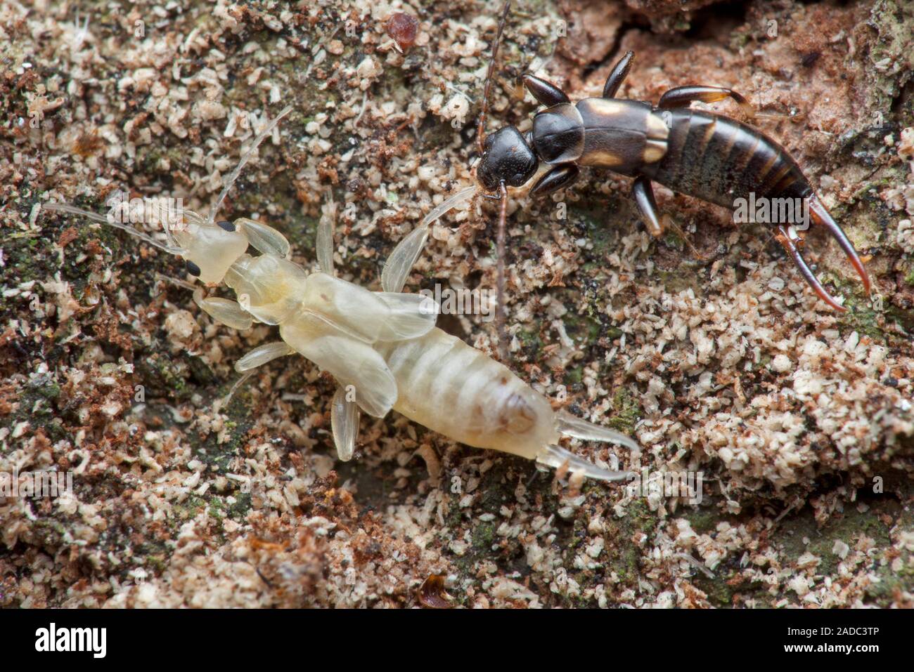 Newly moulted earwig. Earwig that has just moulted (left) next to a ...