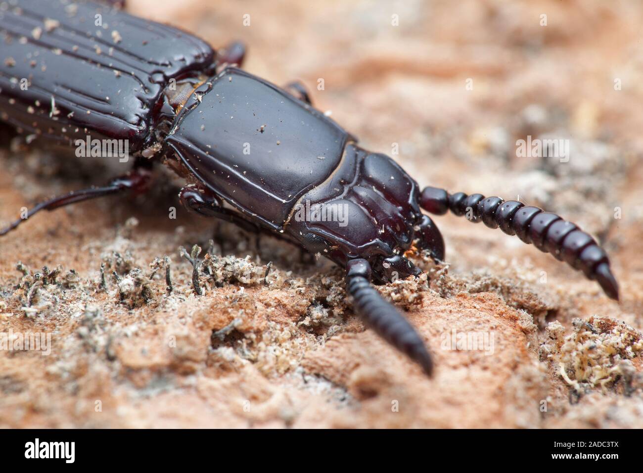 Parasitic flat bark beetle (Passandra heros). Close-up of the head of a ...