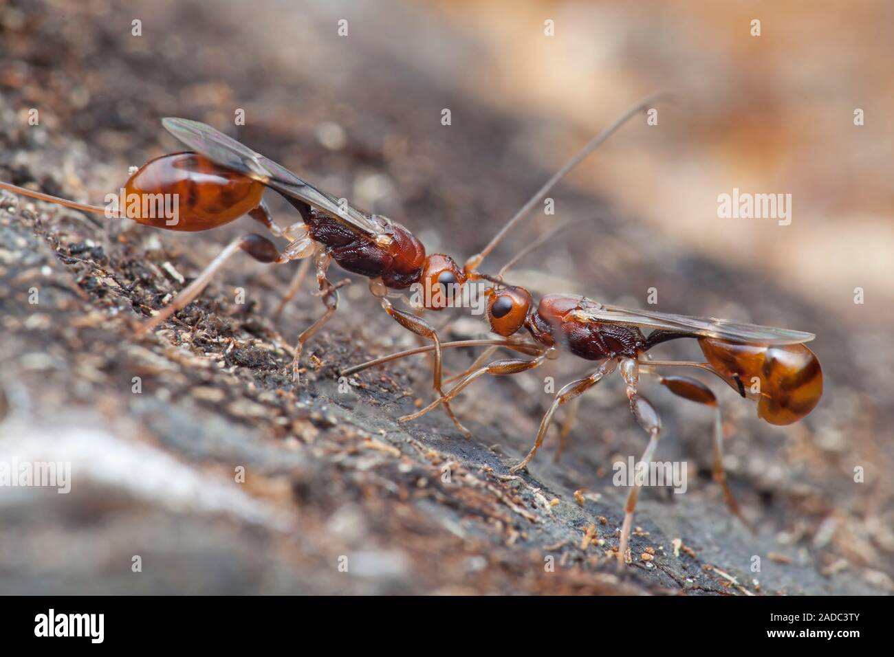 Braconid wasps (Spathius sp.). These Chinese wasps are being used as a ...