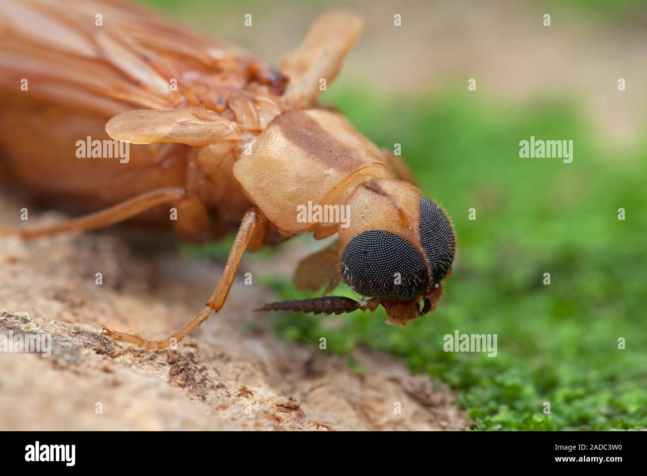 Ship-timber beetle. Close-up of a ship-timber beetle (family ...