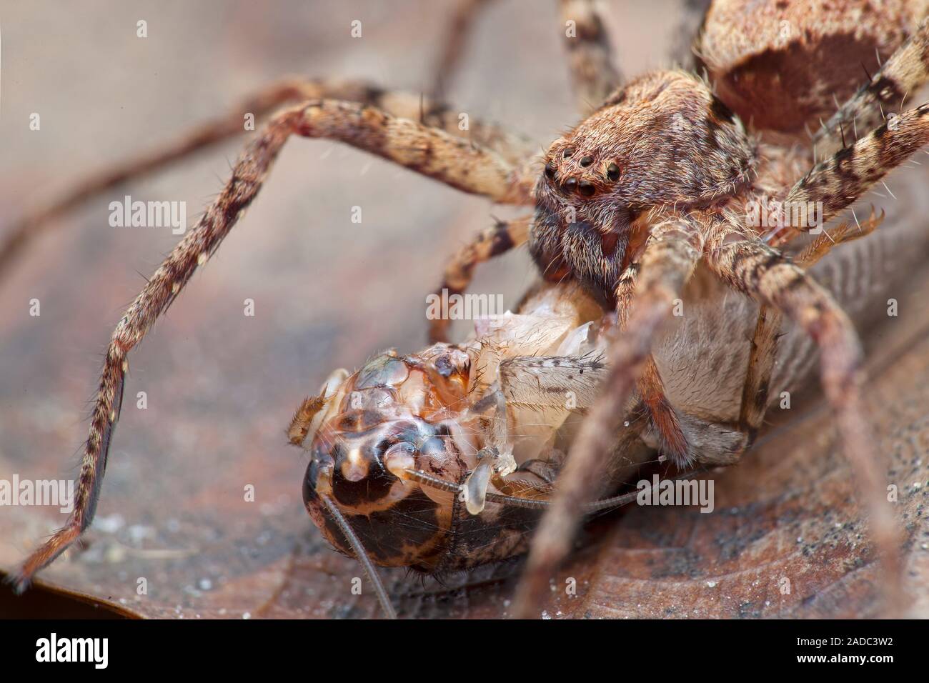 Huntsman spider with prey. Huntsman spider (family Sparassidae) with an ...