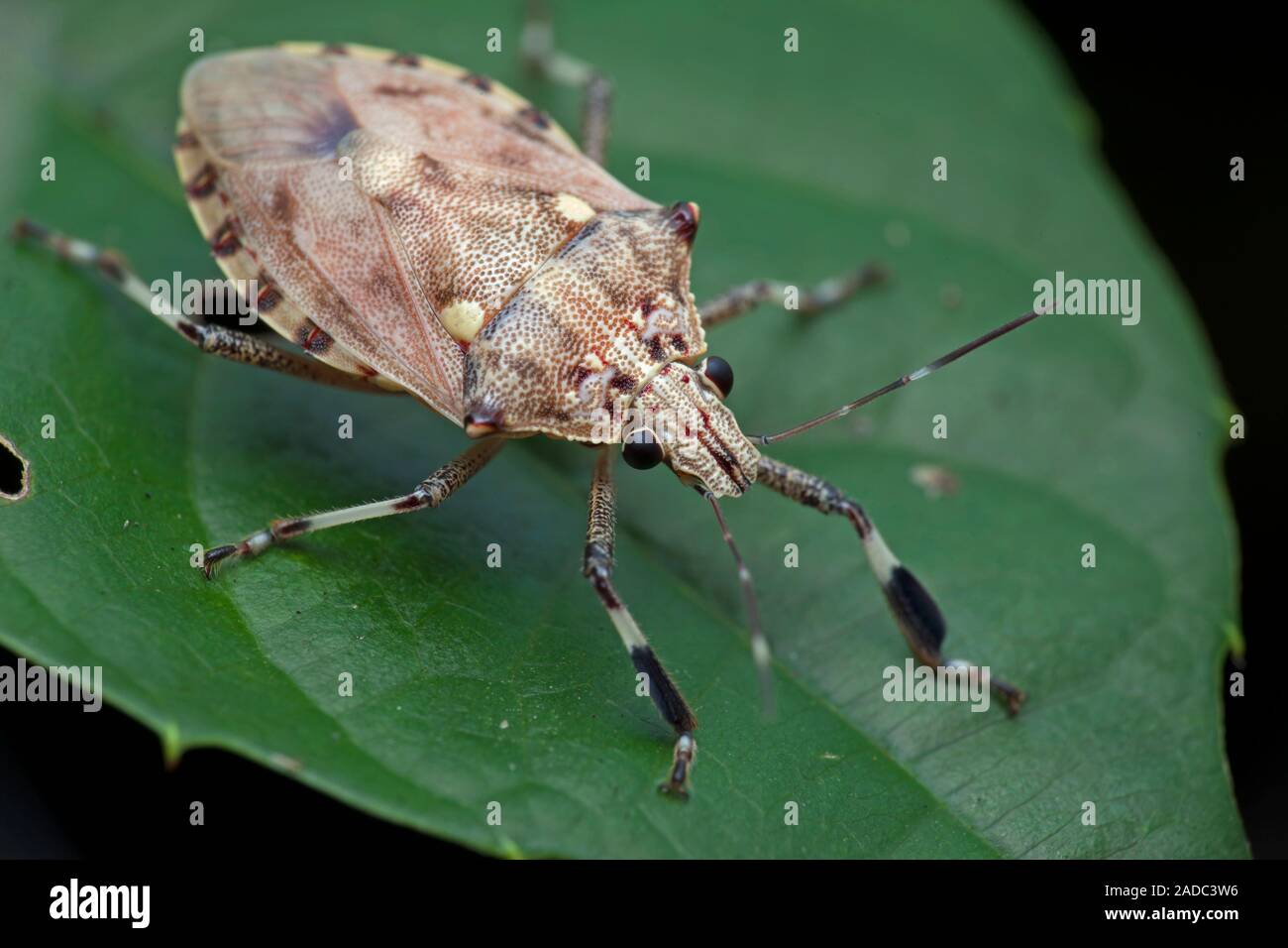 Shield bug. Shield bug on a leaf, showing its eyes (round, black) and ...