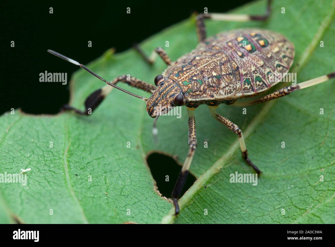 Shield bug. Shield bug on a leaf, showing its eyes (round, black) and ...