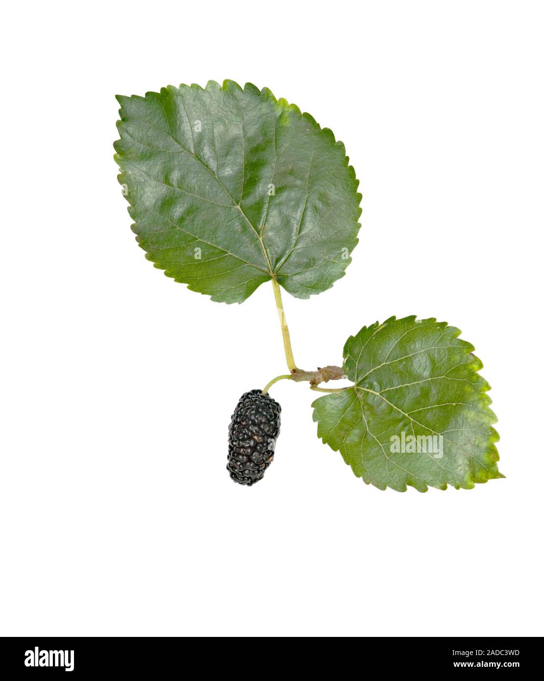 Mulberry isolated on white background Stock Photo - Alamy