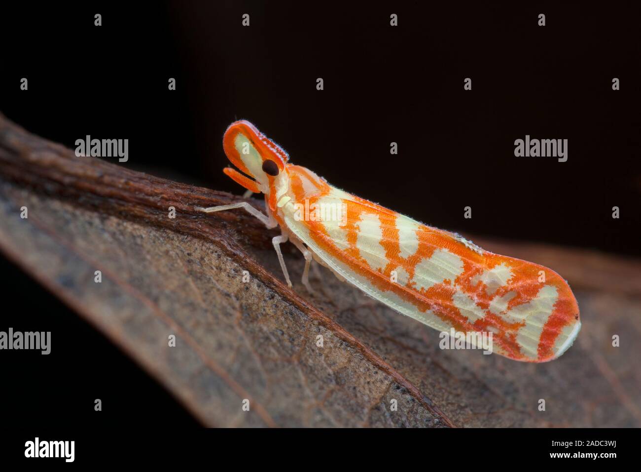 Planthopper. Orange planthopper on a leaf. Planthoppers (superfamily ...