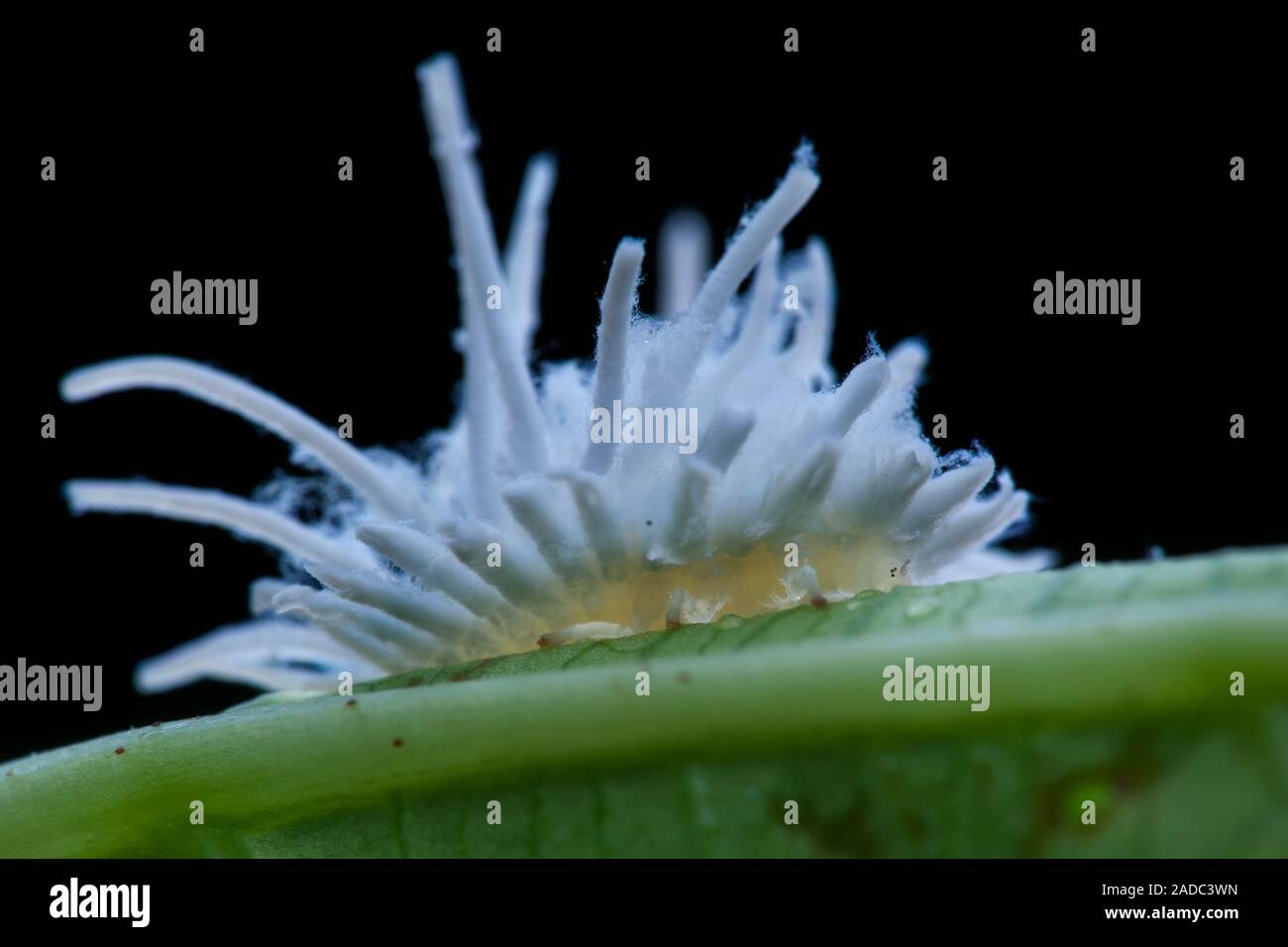 Beetle larva. Larva of a beetle (order Coleoptera) on a leaf, showing ...