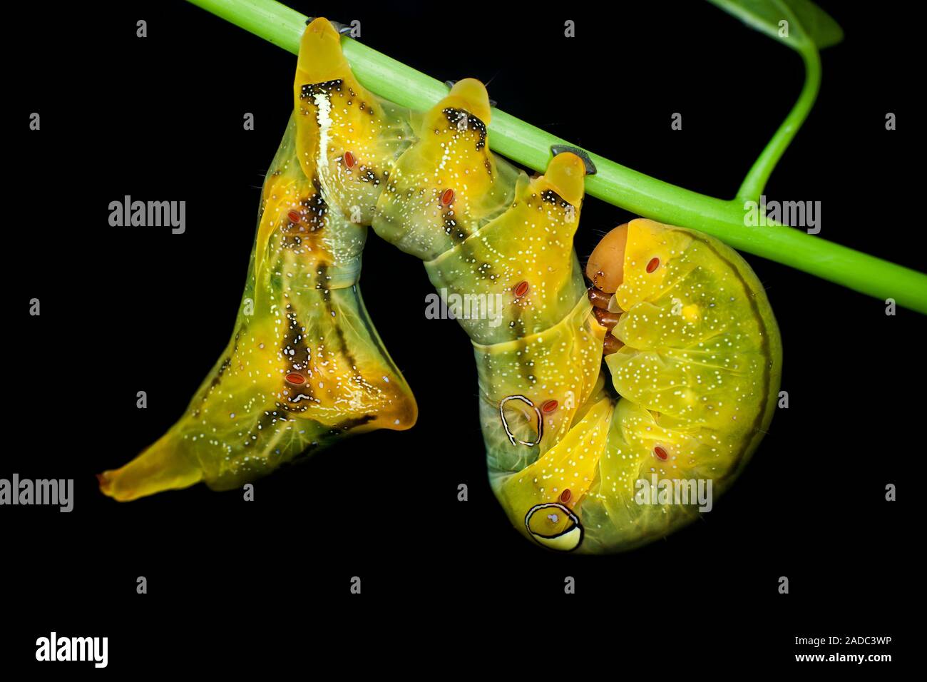 Fruit-piercing moth (Eudocima sp.) caterpillar. Larva of a fruit ...