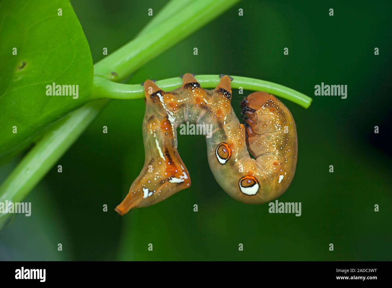 Fruit-piercing moth (Eudocima sp.) caterpillar. Larva of a fruit ...