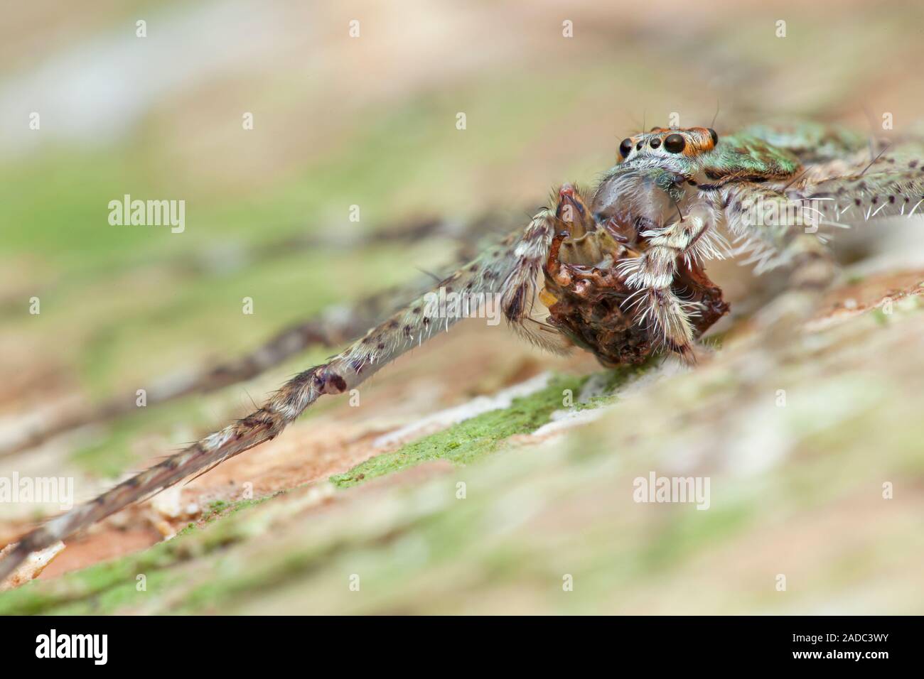 Huntsman spider with prey. Huntsman spider (family Sparassidae) with an ...