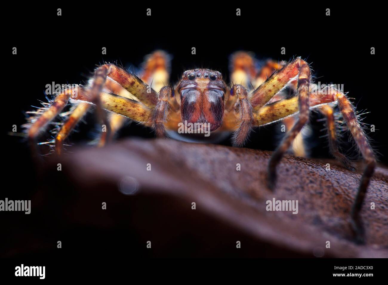 Huntsman spider. Close-up of a huntsman spider on a leaf, showing its ...