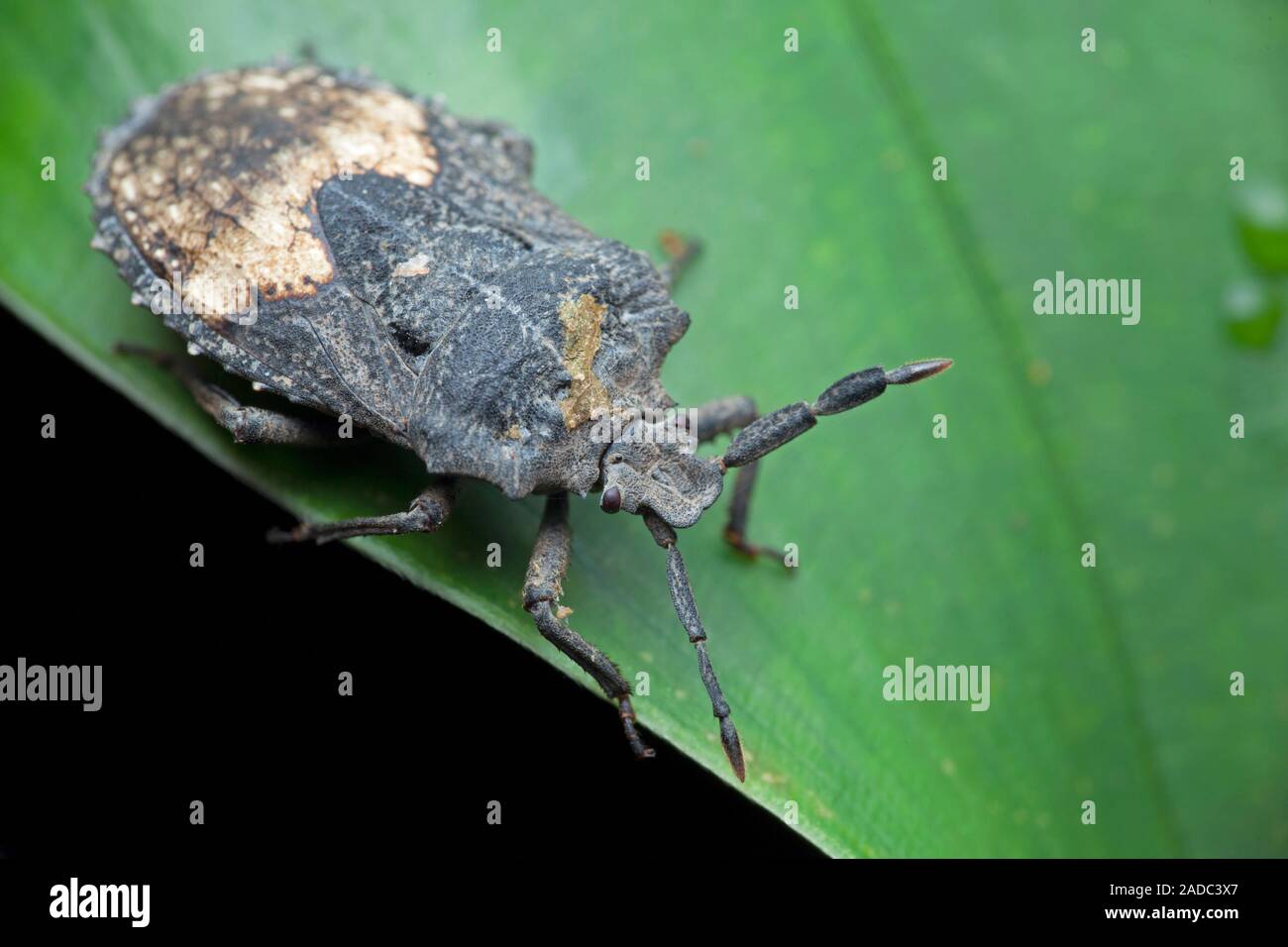 Shield bug. Shield bug (family Dinidoridae) on a leaf, showing its eyes ...
