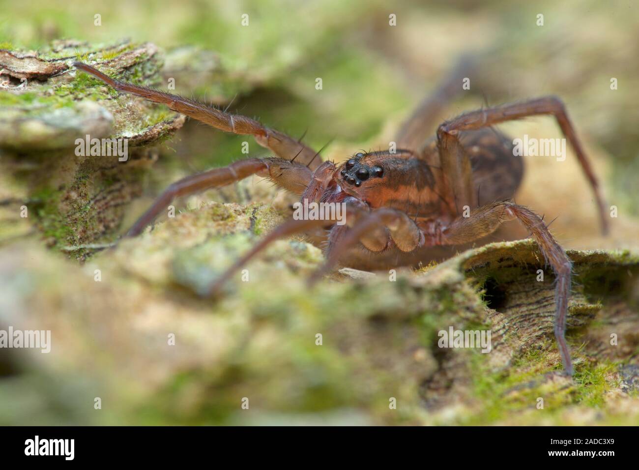 Wolf spider. Wolf spiders (family Lycosidae) are fast-running a ...