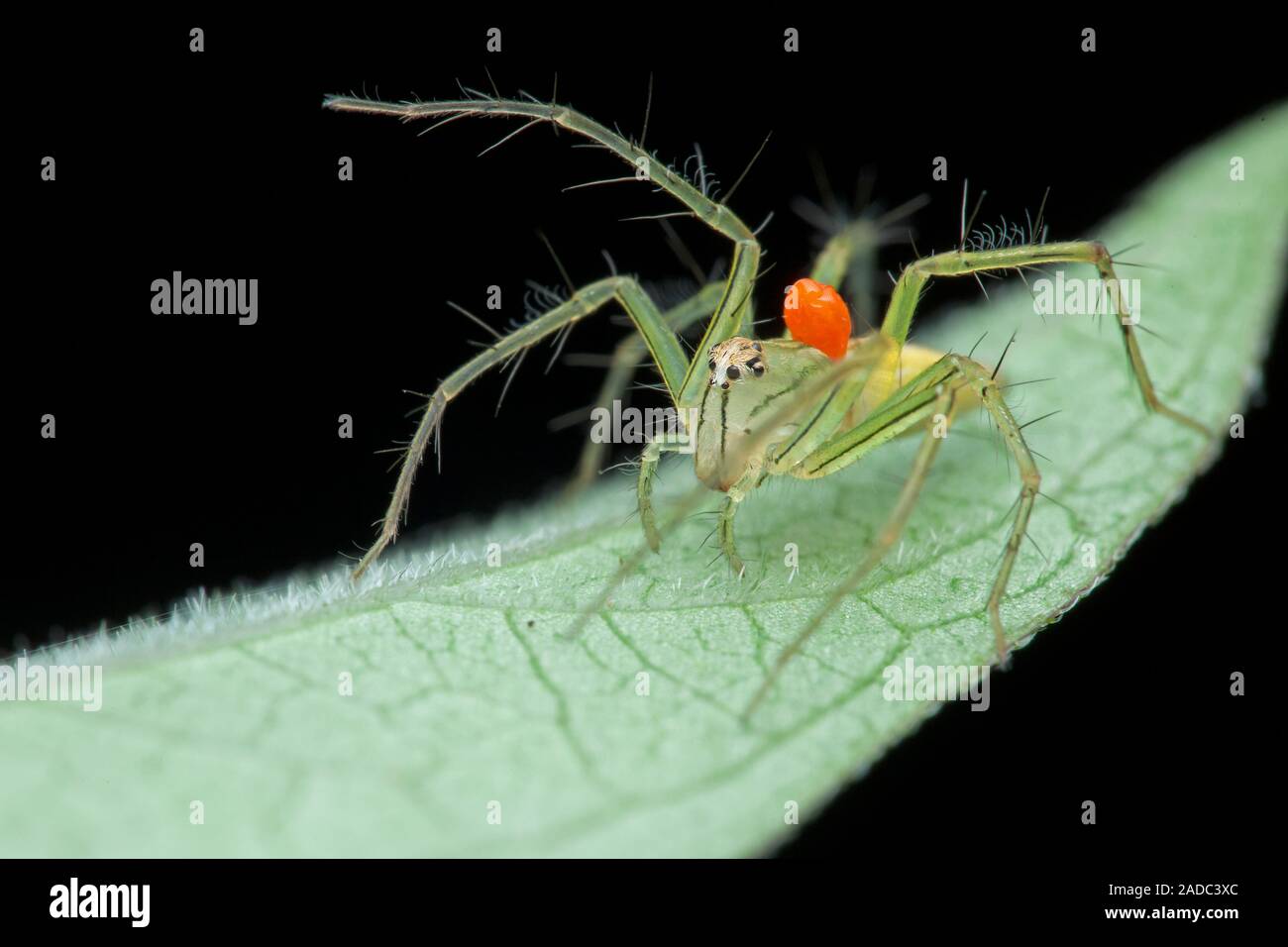 Mite on lynx spider. Parasitic mite (family Acari, orange) feeding on a ...