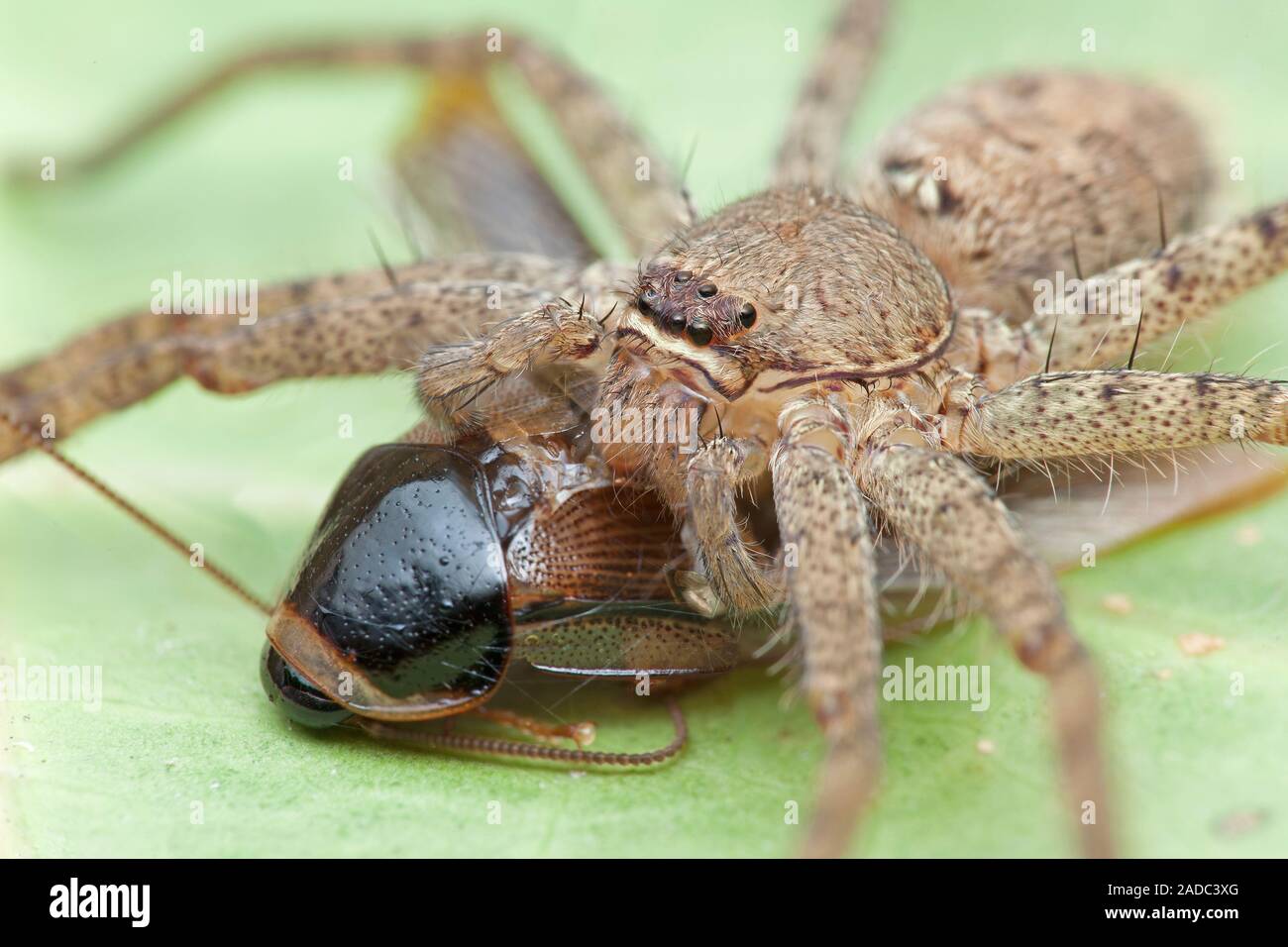 Huntsman spider with prey. Huntsman spider (family Sparassidae) with a ...