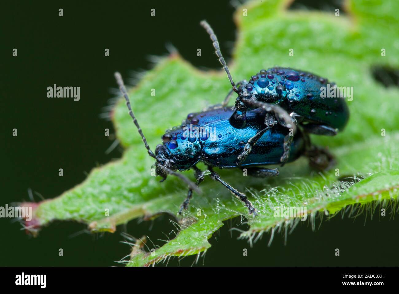 Mating leaf beetles. Blue leaf beetles (family Chrysomelidae) mating on ...
