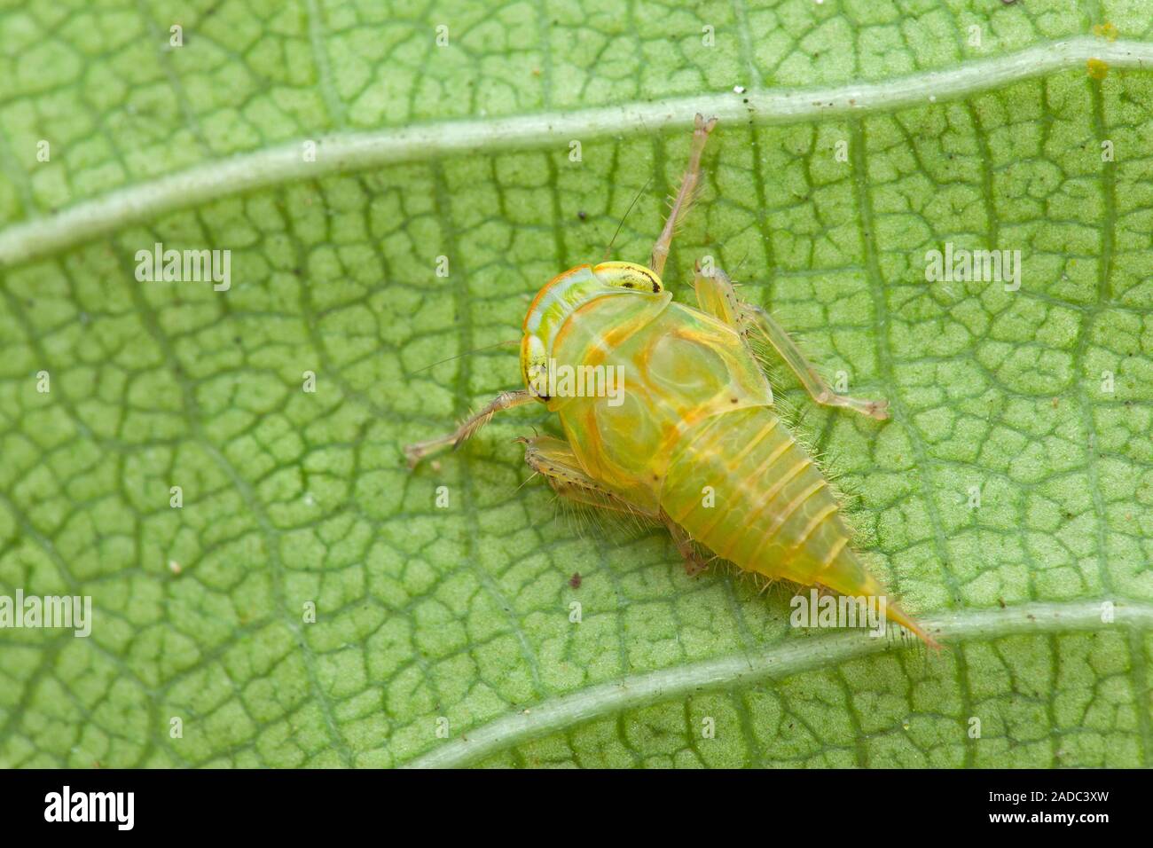 Planthopper nymph. Immature planthopper (superfamily Fulgoroidea) on a ...