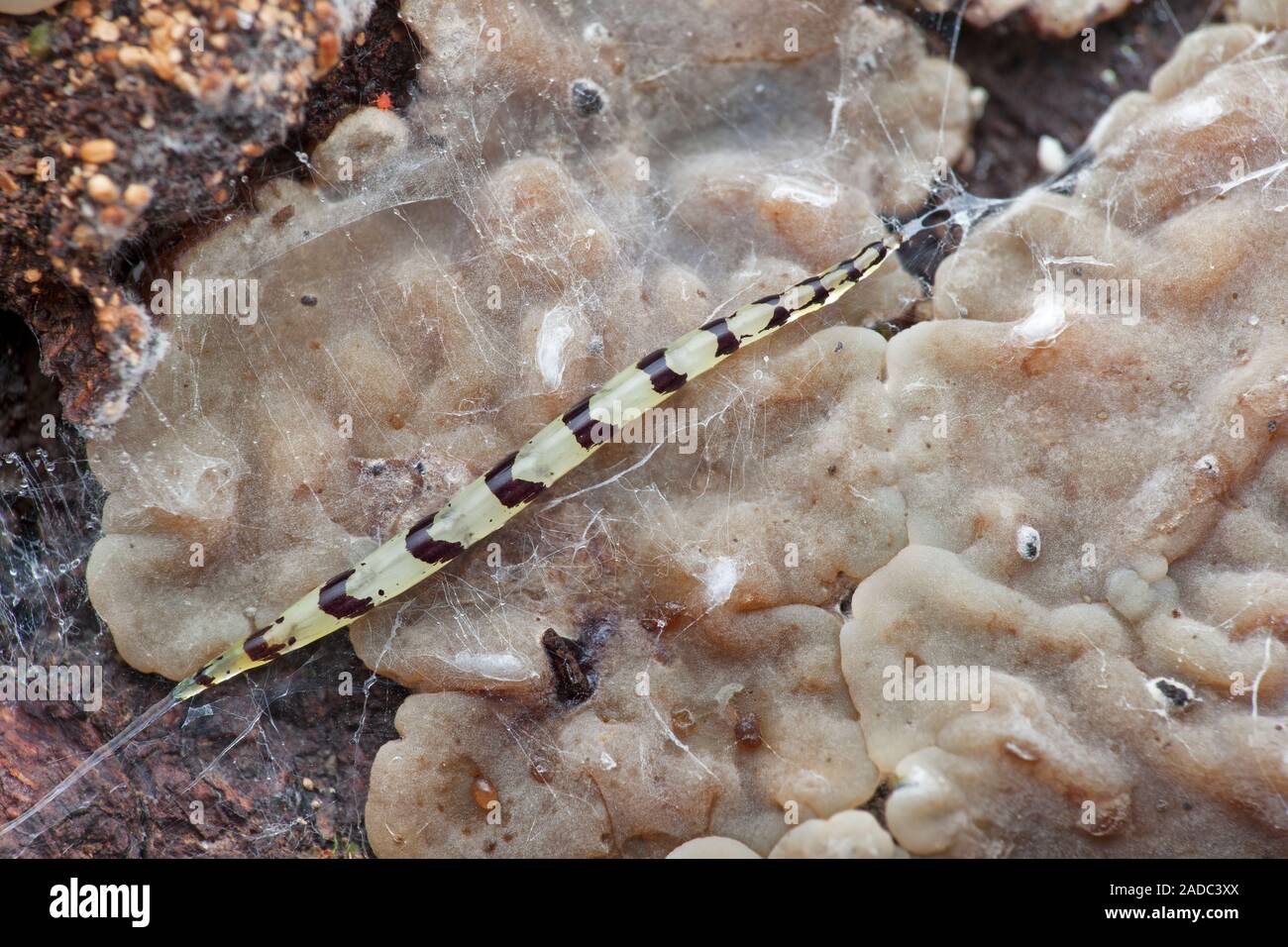 Fungus gnat larva. Close-up of the larva of a fungus gnat (family ...