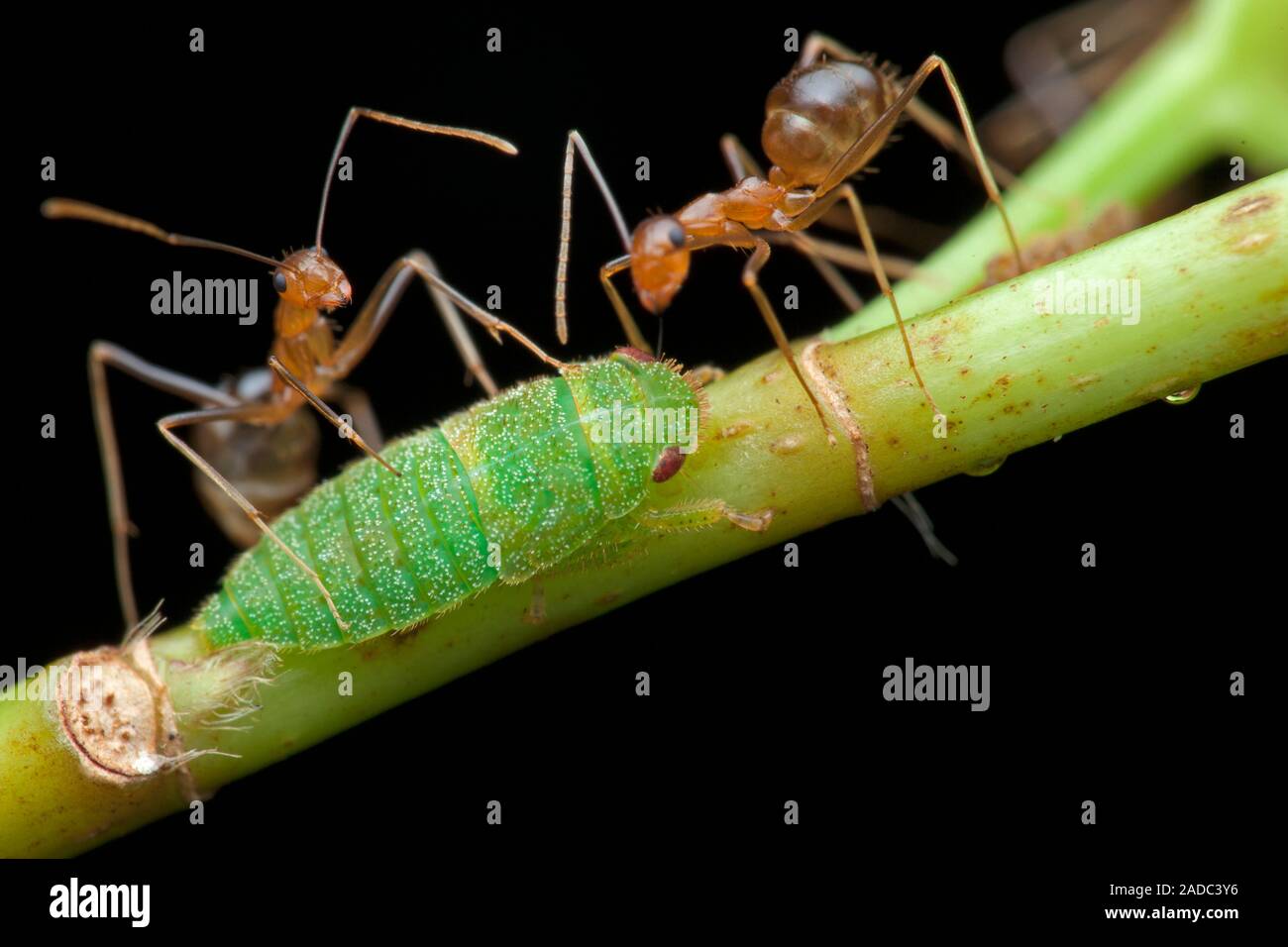Ants milking planthopper. Red ants collecting honeydew secreted by a ...
