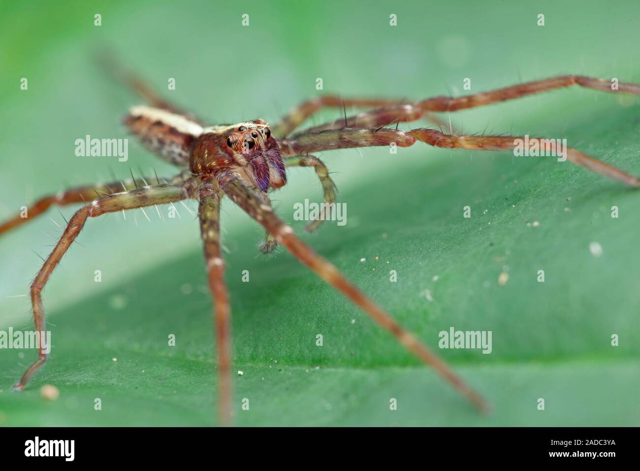 Huntsman spider. Close-up of a huntsman spider on a leaf, showing its ...