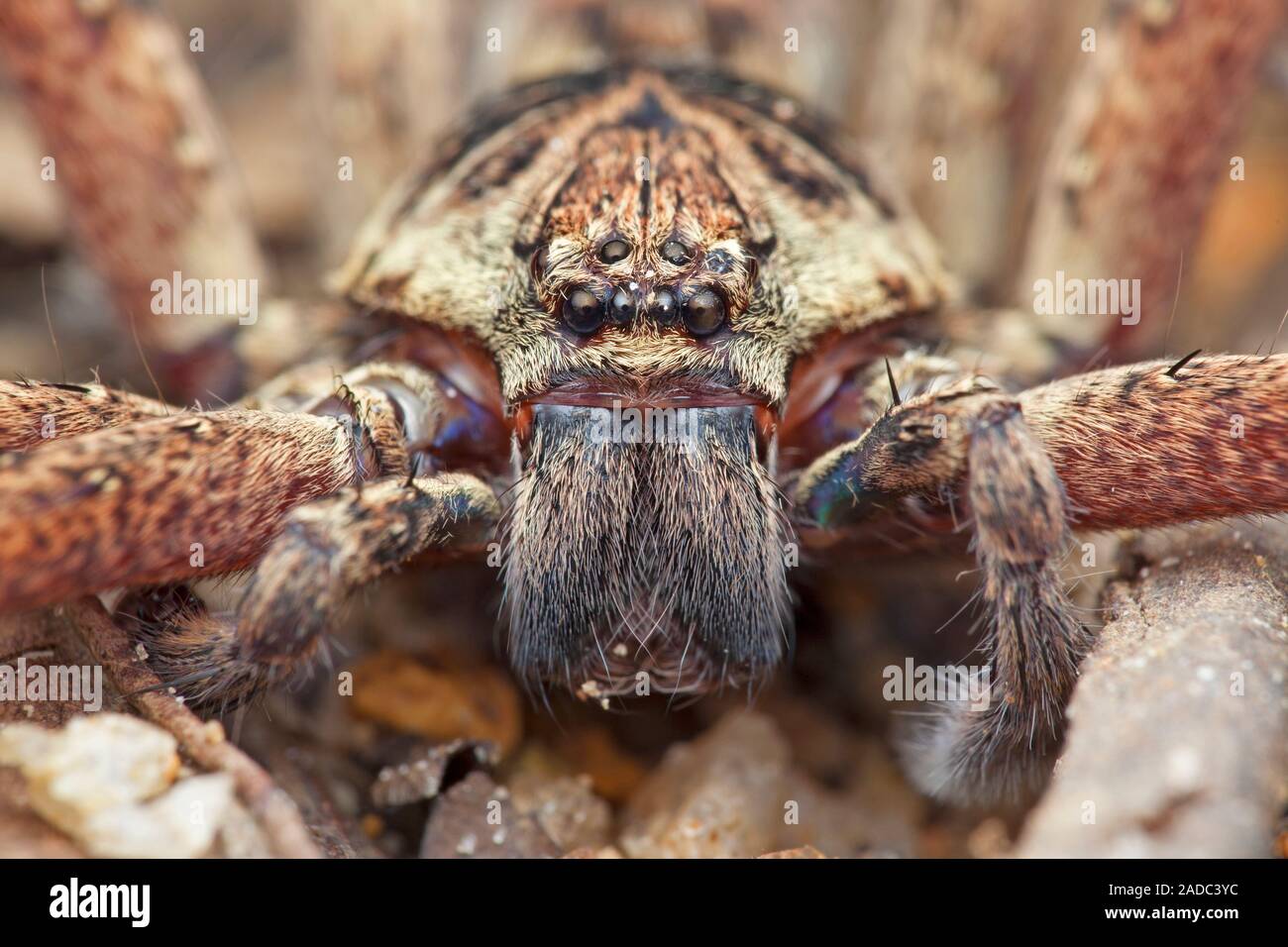 Huntsman spider. Close-up of a huntsman spider showing its eyes (black ...