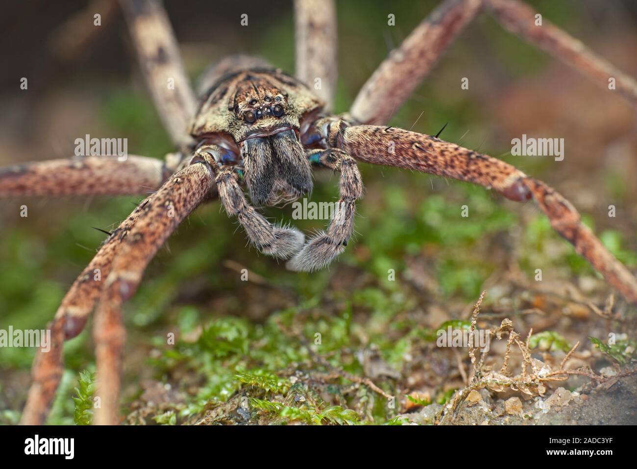 Huntsman spider. View of the upperside of a huntsman spider showing its ...