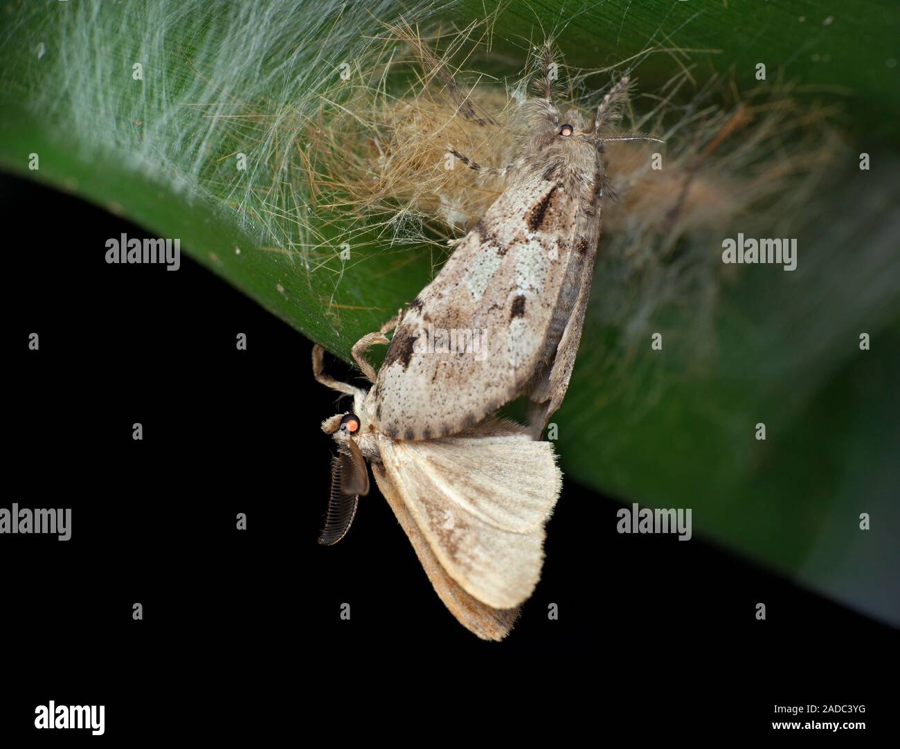 Moths mating. Male and female moths mating on a leaf Stock Photo - Alamy