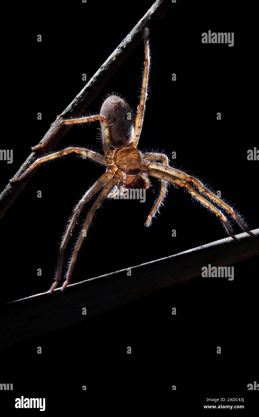 Huntsman spider between two twigs. Huntsmen (family Sparassidae) are so ...