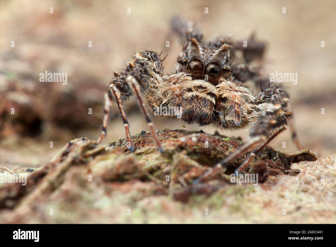 Jumping spider (Portia sp.). Close-up of a jumping spider (family ...